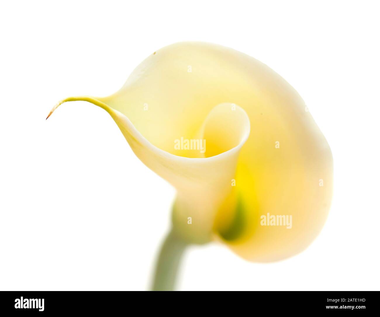 single unopened calla lily isolated on white background Stock Photo - Alamy