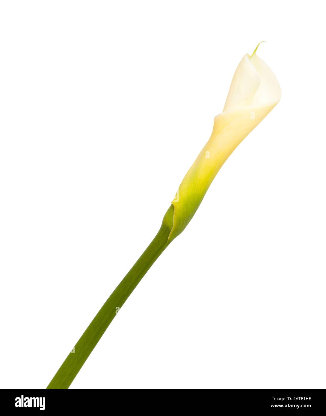 single unopened calla lily isolated on white background Stock Photo - Alamy