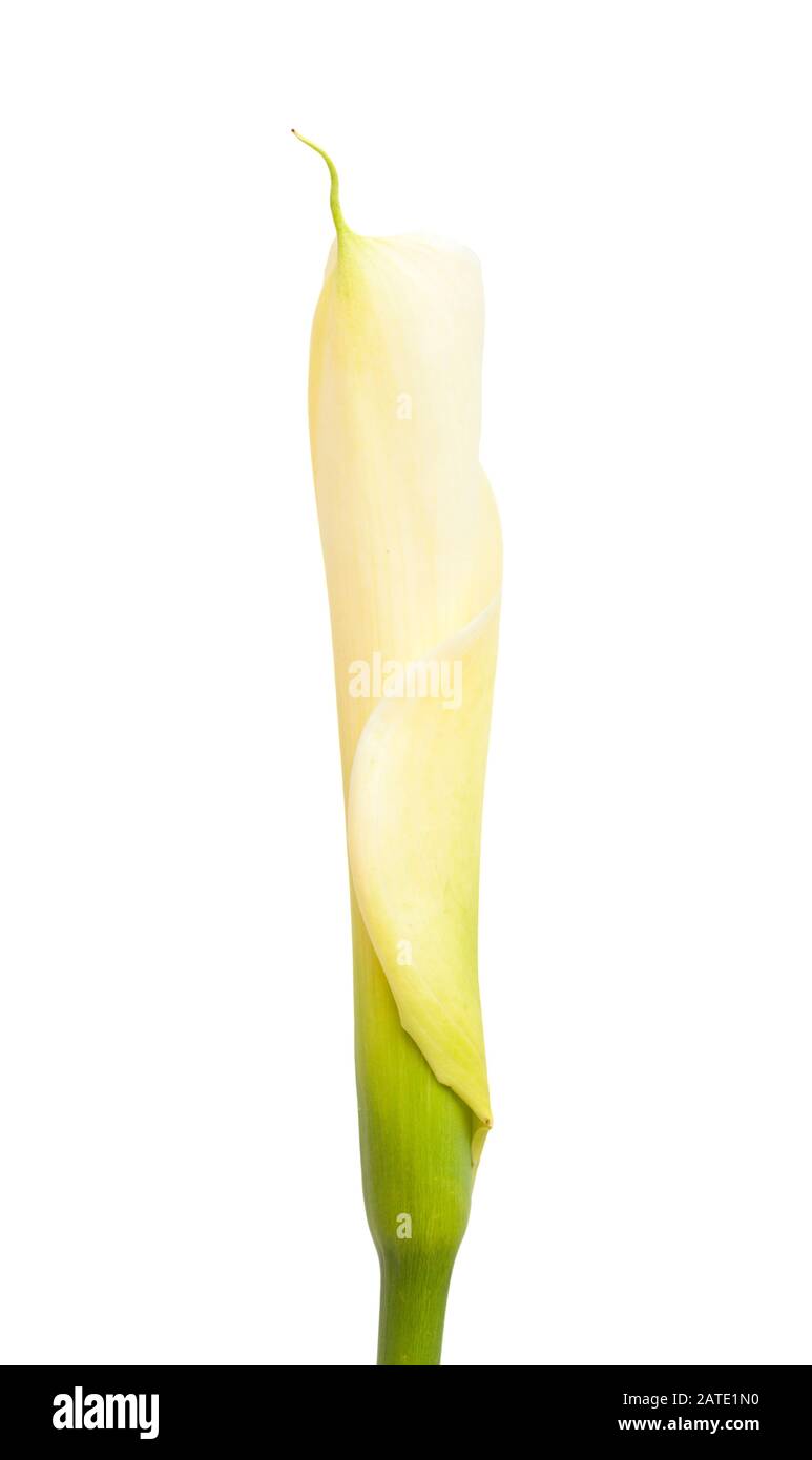 single unopened calla lily isolated on white background Stock Photo - Alamy