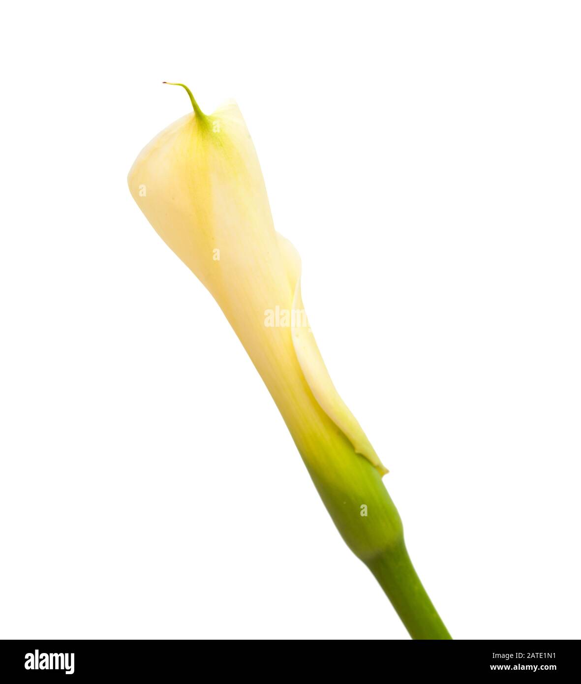 single unopened calla lily isolated on white background Stock Photo - Alamy