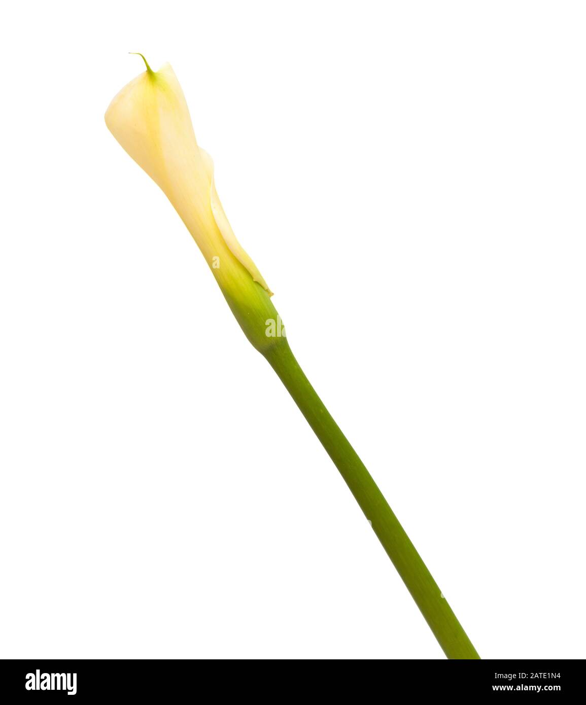 single unopened calla lily isolated on white background Stock Photo - Alamy