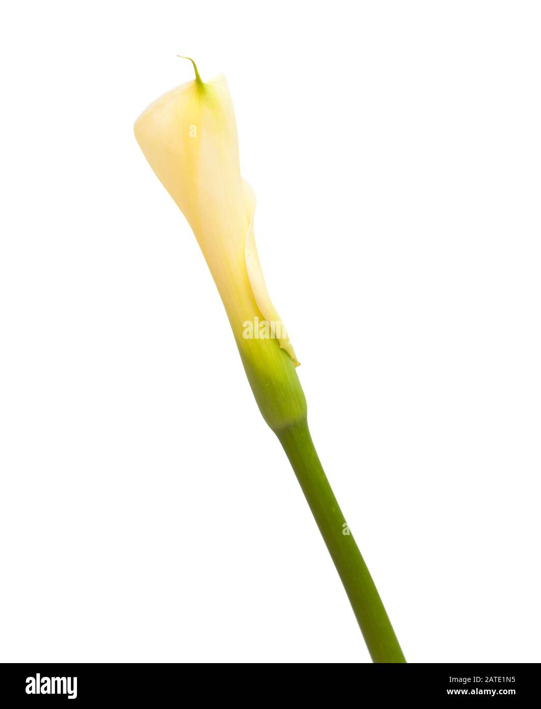 single unopened calla lily isolated on white background Stock Photo - Alamy