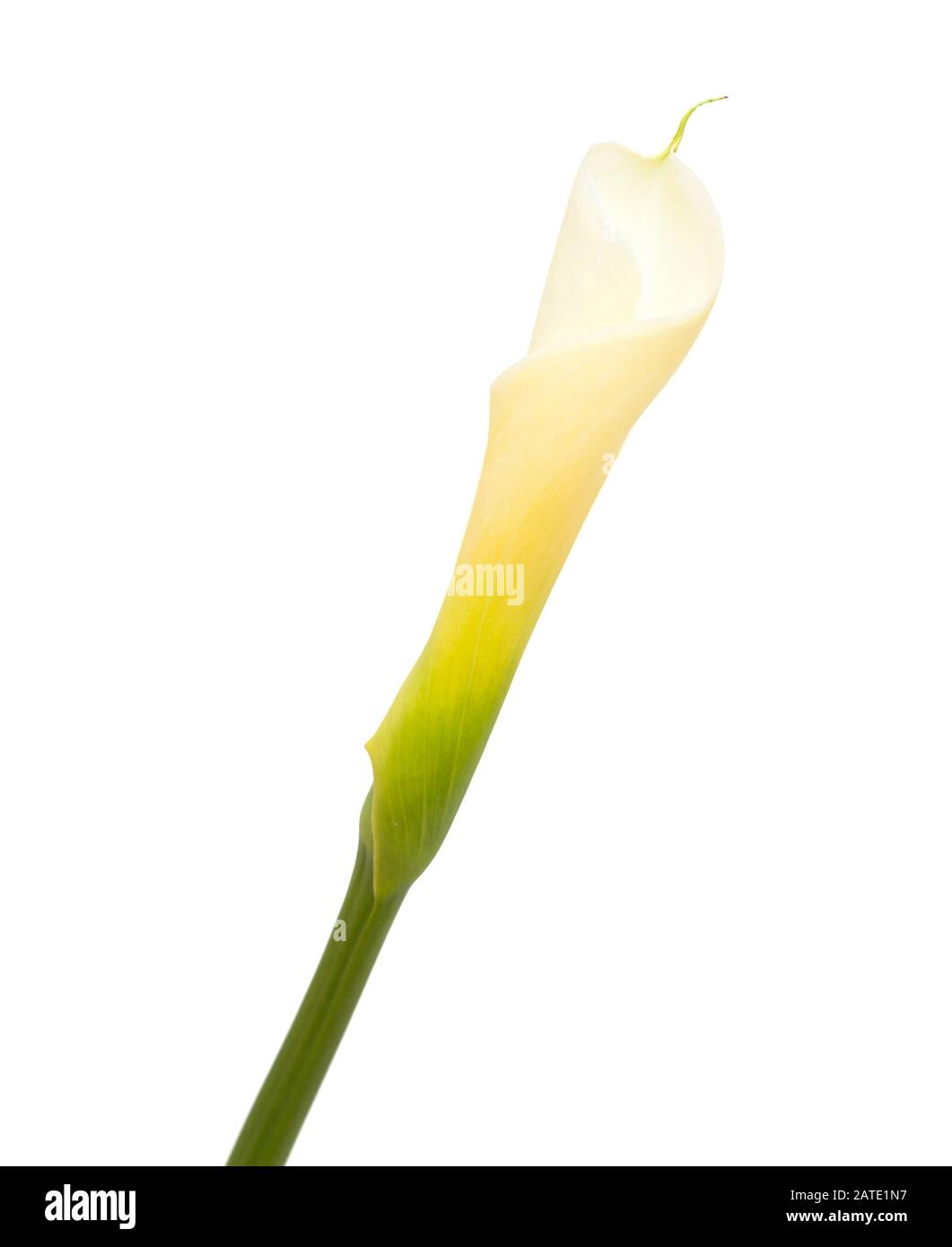 single unopened calla lily isolated on white background Stock Photo - Alamy