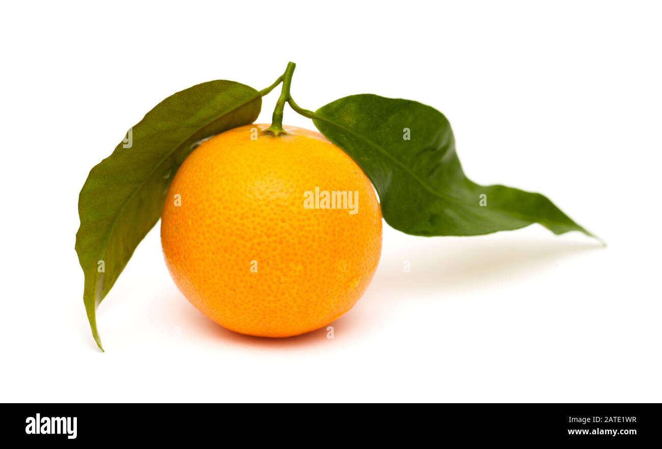mandarin on a small branch with leaves on white Stock Photo - Alamy