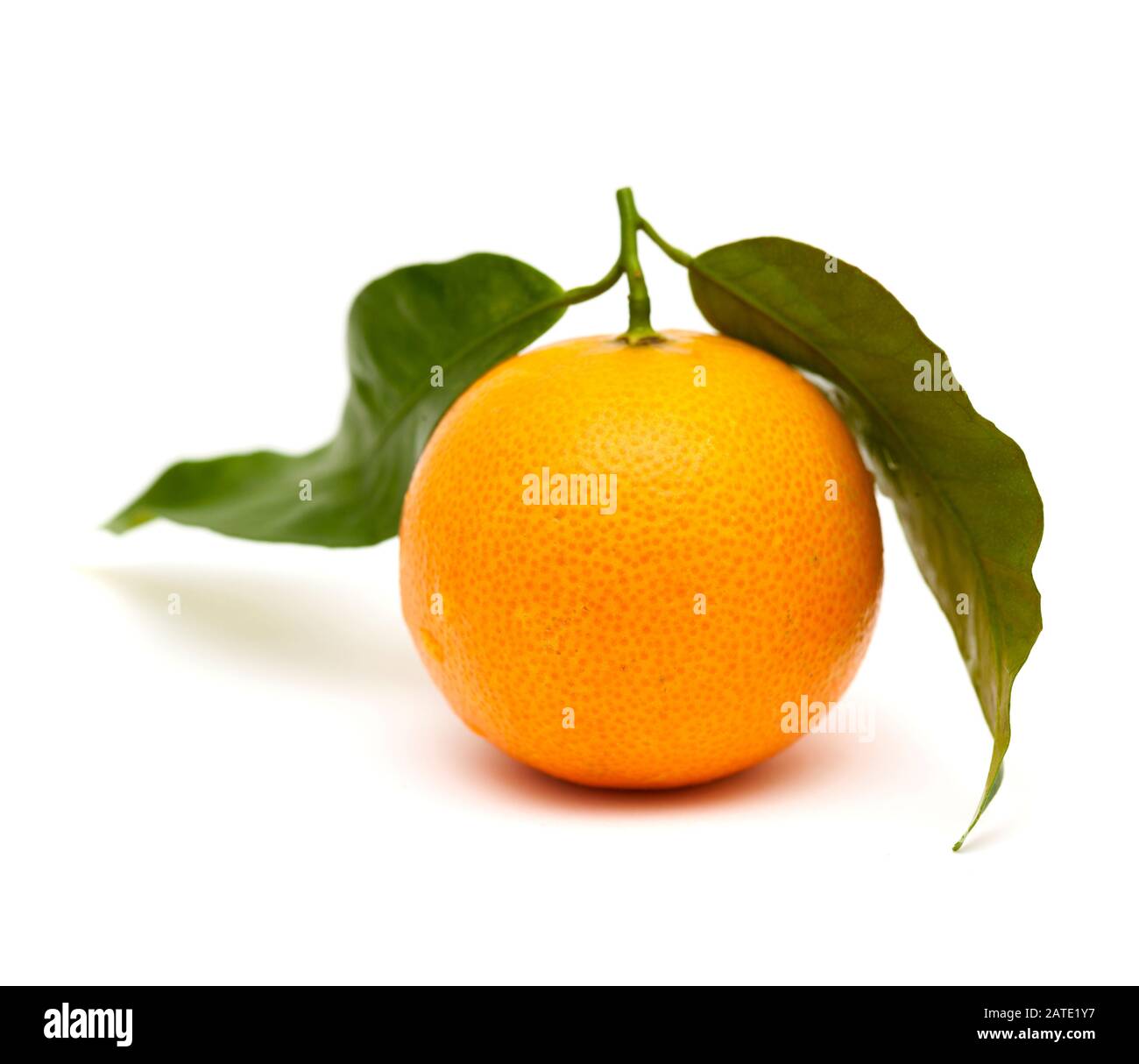 mandarin on a small branch with leaves on white Stock Photo - Alamy