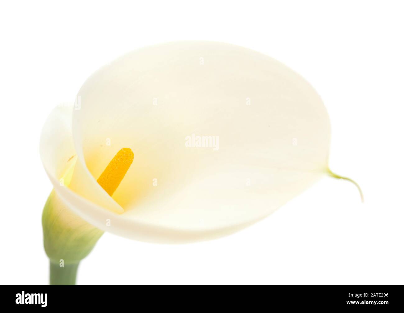 single white calla lily flower isolated on white background Stock Photo ...