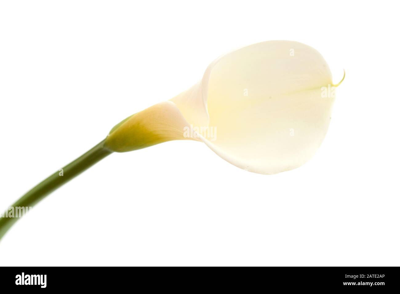 single white calla lily flower isolated on white background Stock Photo ...