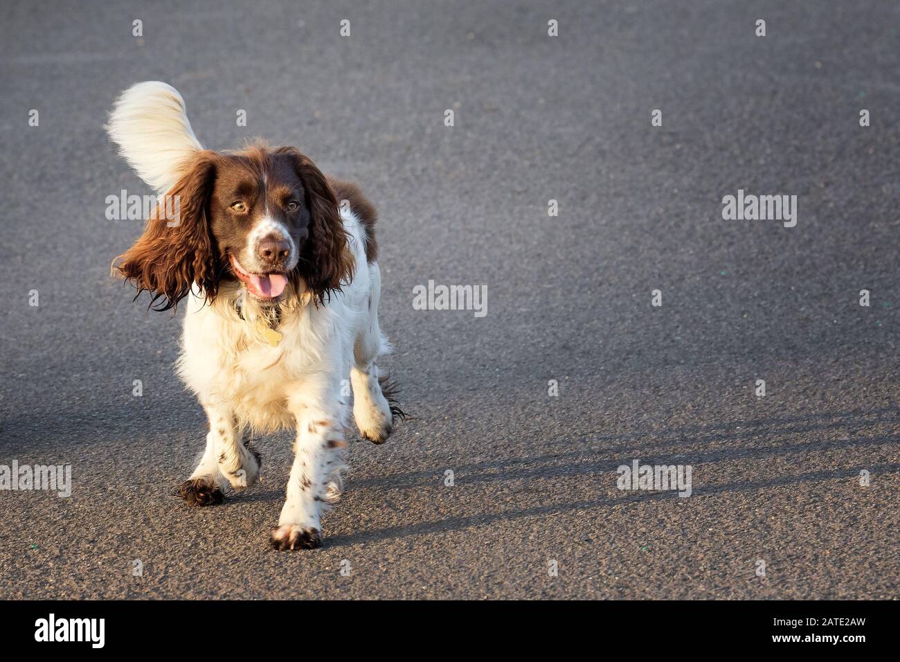 Welsh springer spaniel isolated hi-res stock photography and images - Alamy