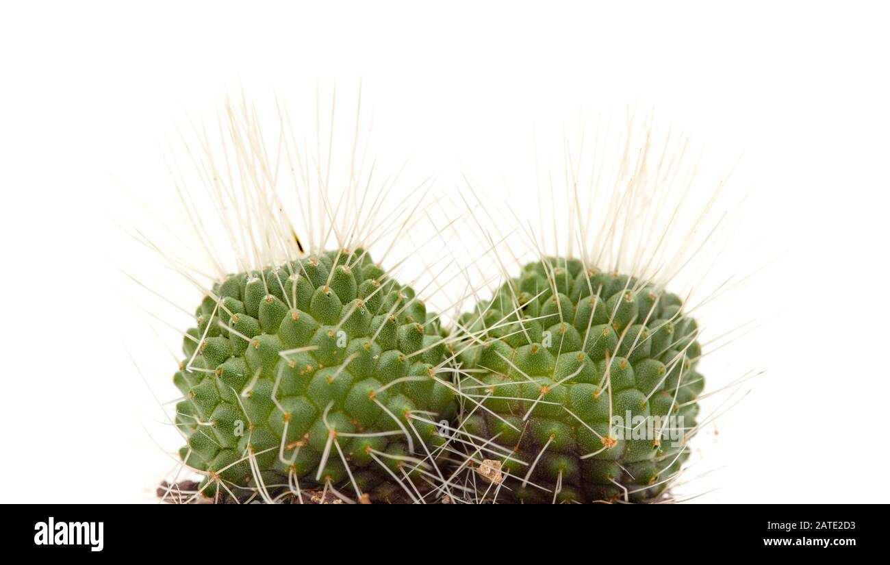 small green cactus with very long white spines isolated on white ...