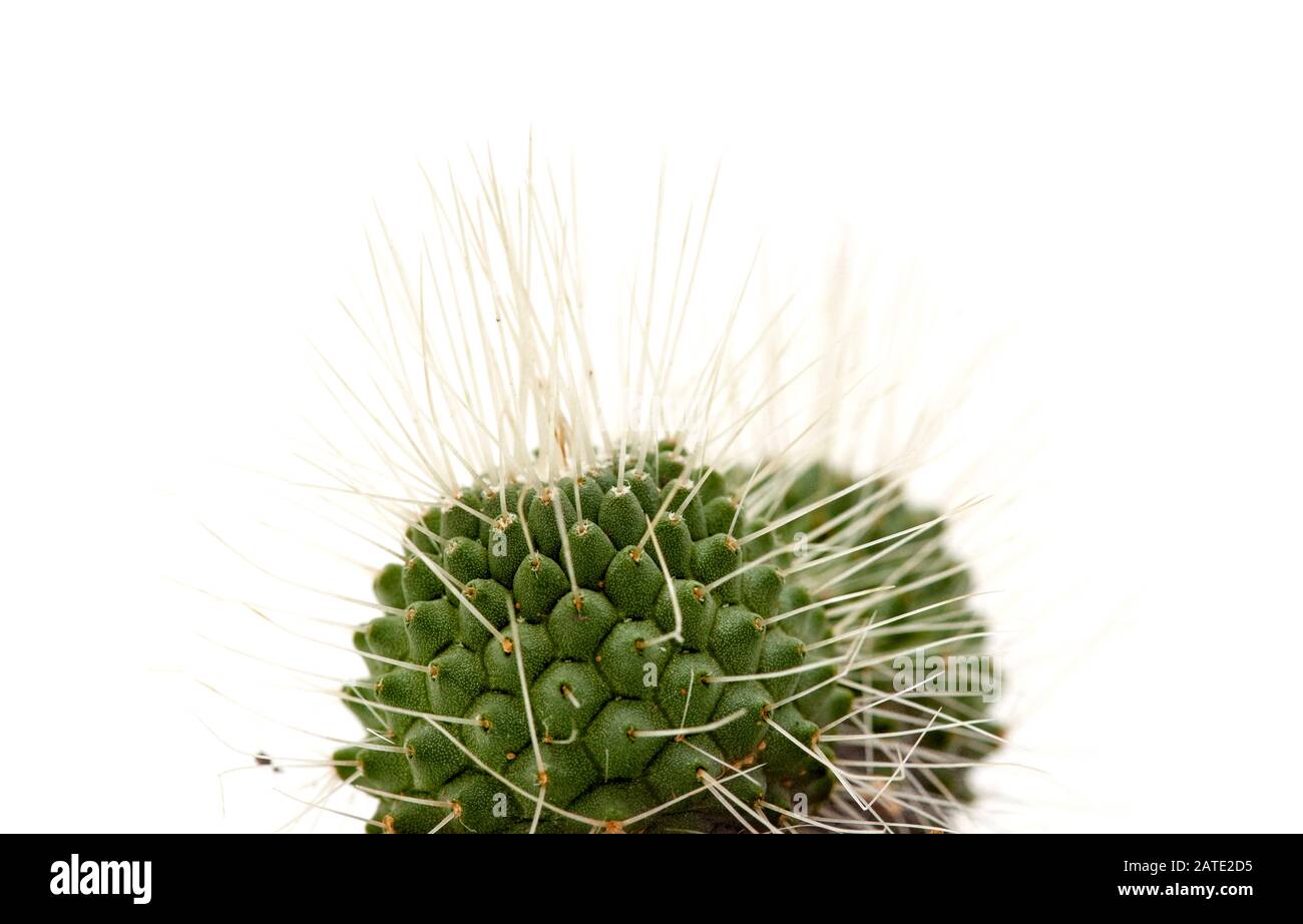small green cactus with very long white spines isolated on white ...