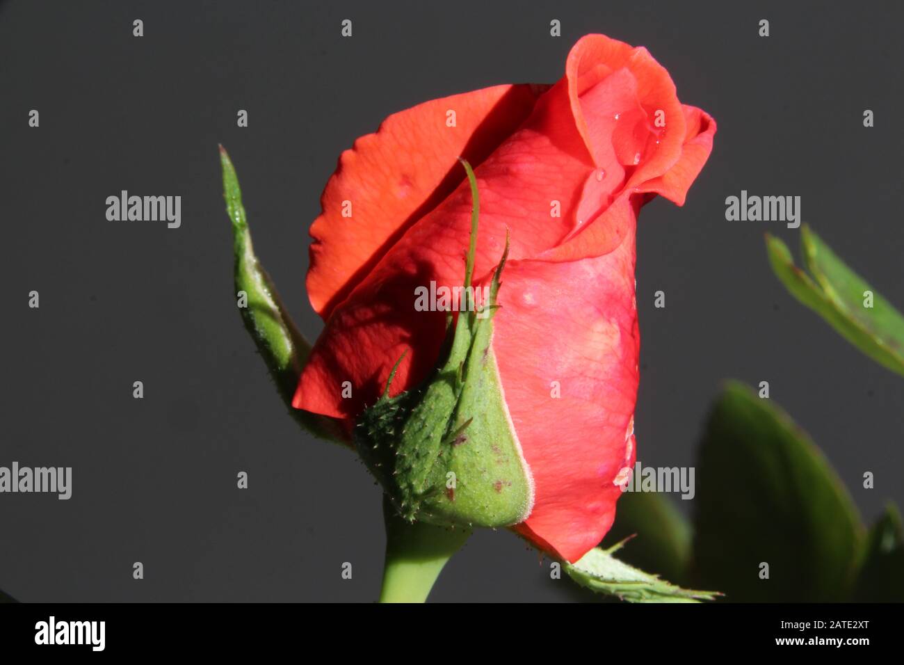 Close up of a red rose Stock Photo - Alamy