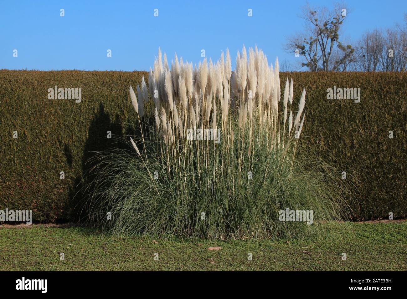 Horticultur hi-res stock photography and images - Alamy