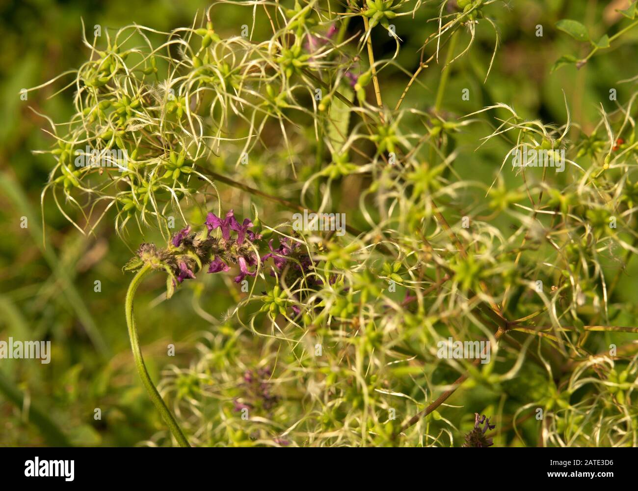 High grass of forest Stock Photo - Alamy