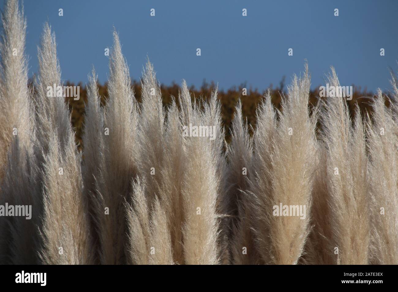 Reed cultivation hi-res stock photography and images - Alamy