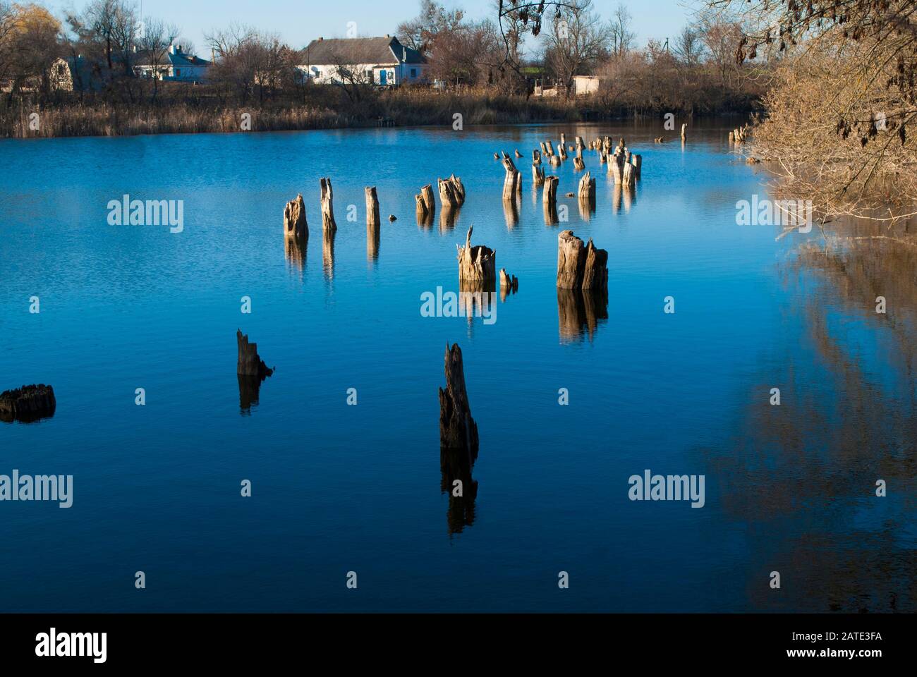 Dry trees in the water Stock Photo - Alamy