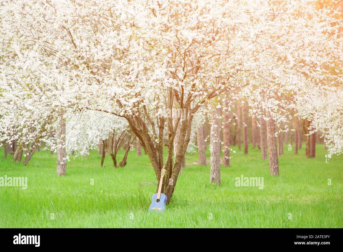 inspiration concept lonely vintage acoustic denim guitar near blossom ...