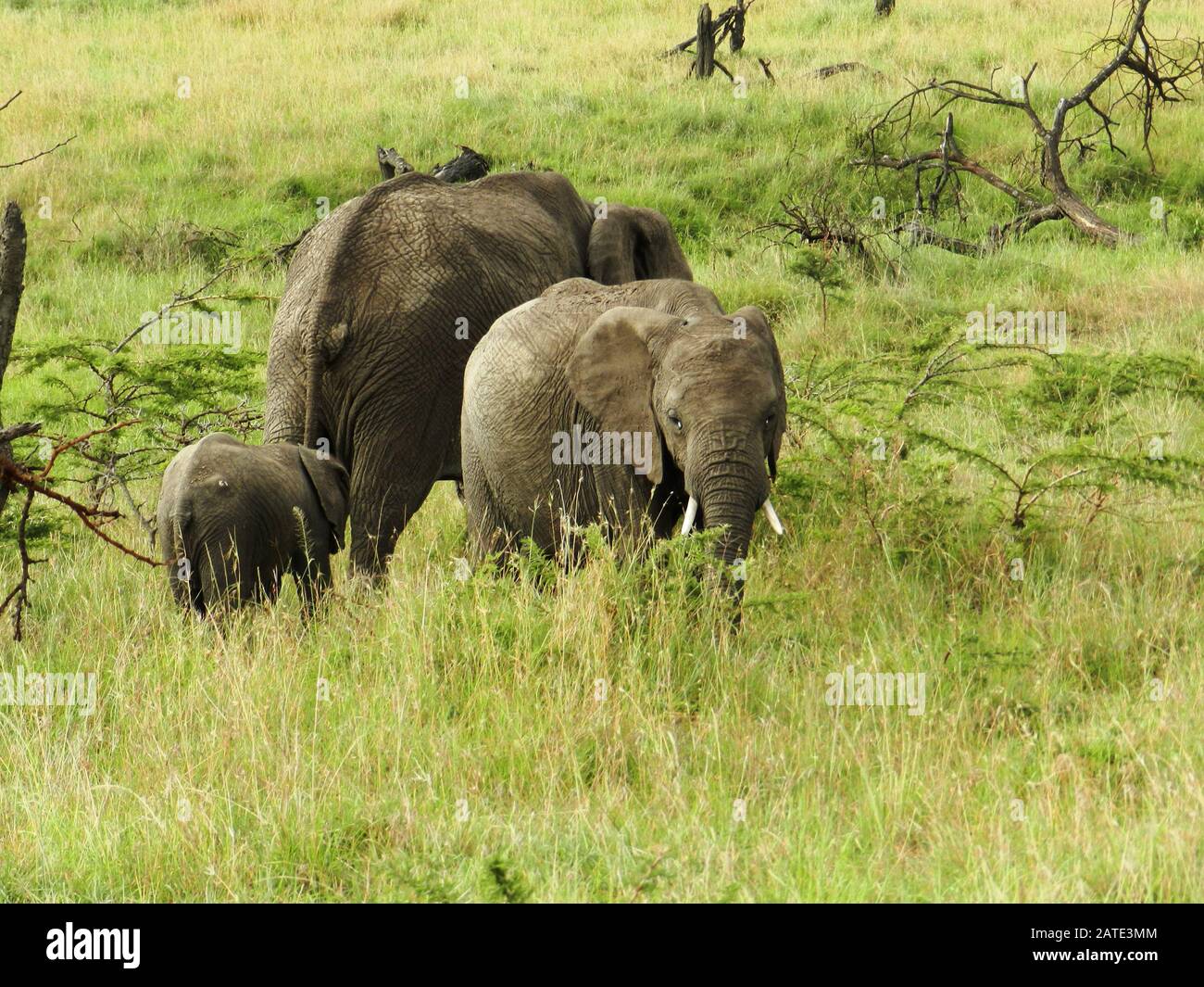 A group of elephants in the beautiful African savannah Stock Photo - Alamy