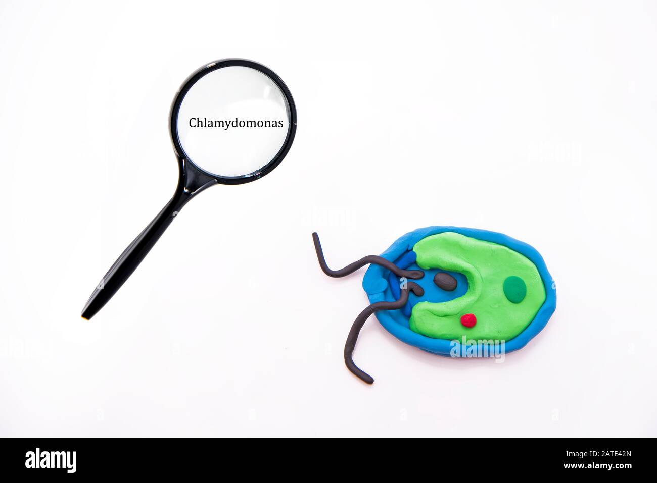 Protozoa bacteria. The most famous and simple bacteria: Chlamydomonas ...