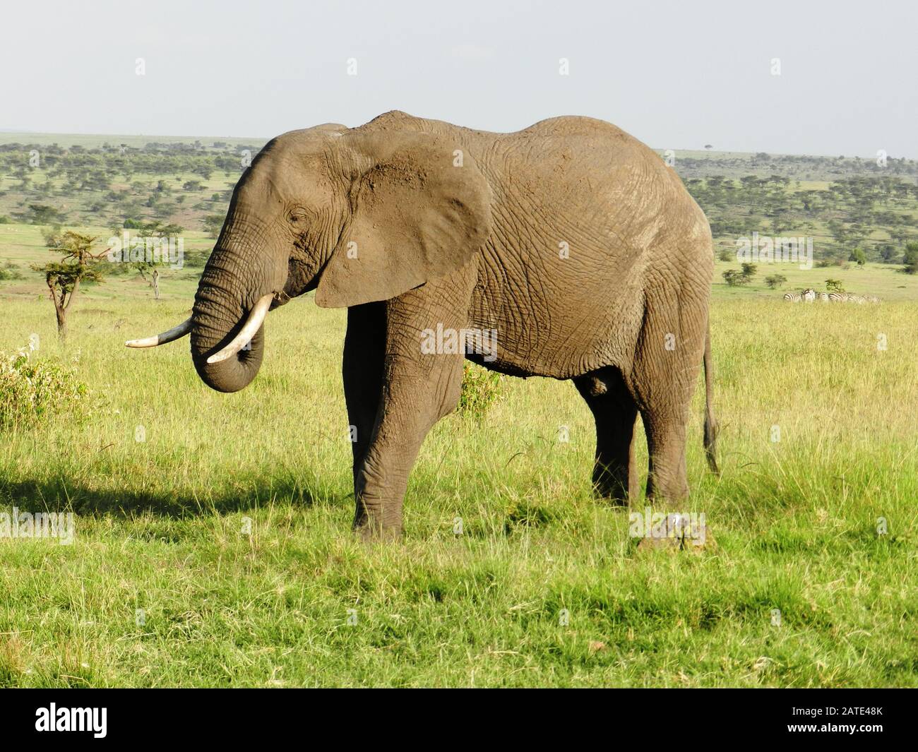 A lone elephant in the beautiful African savannah Stock Photo - Alamy