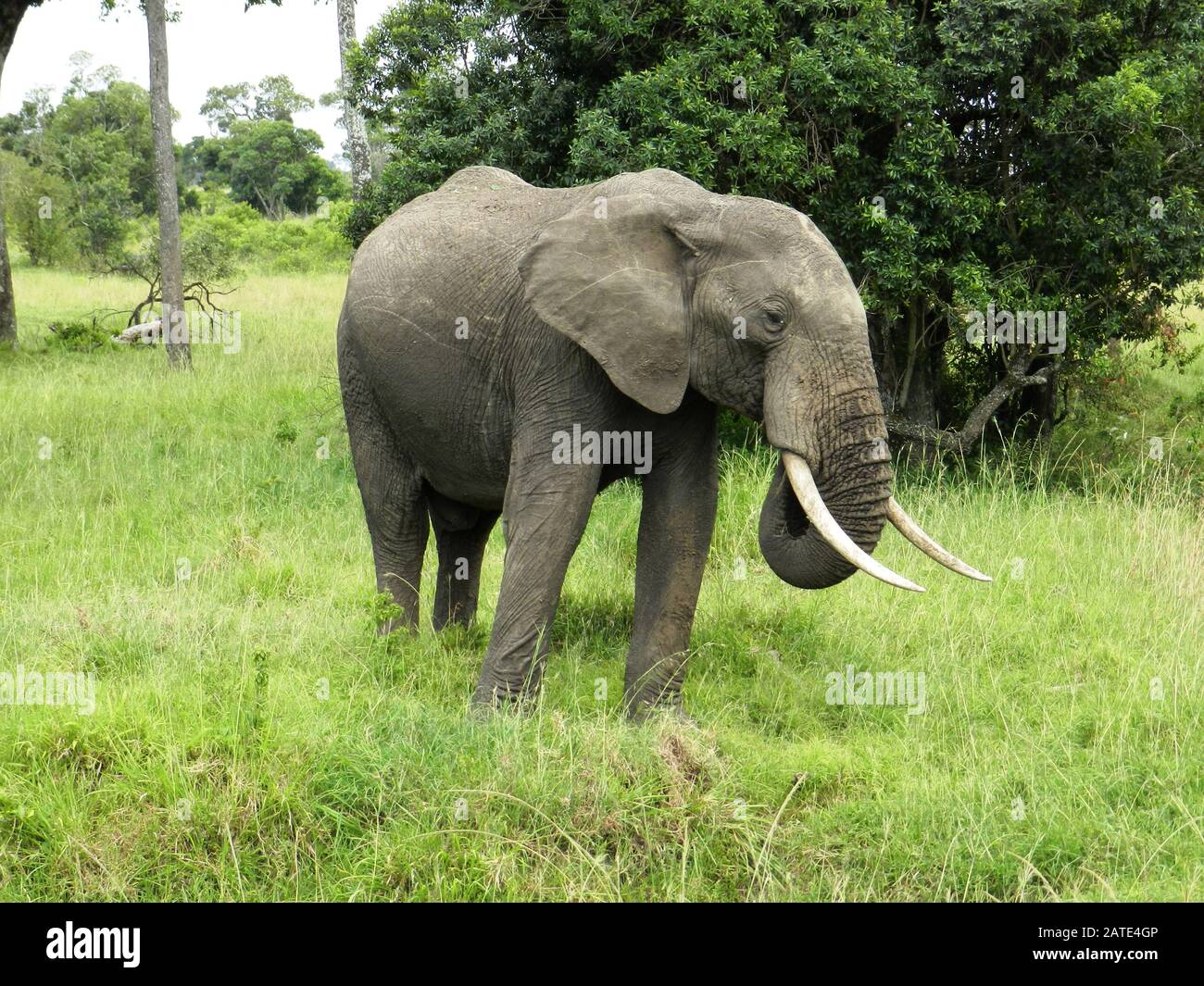 A lone elephant in the beautiful African savannah Stock Photo - Alamy