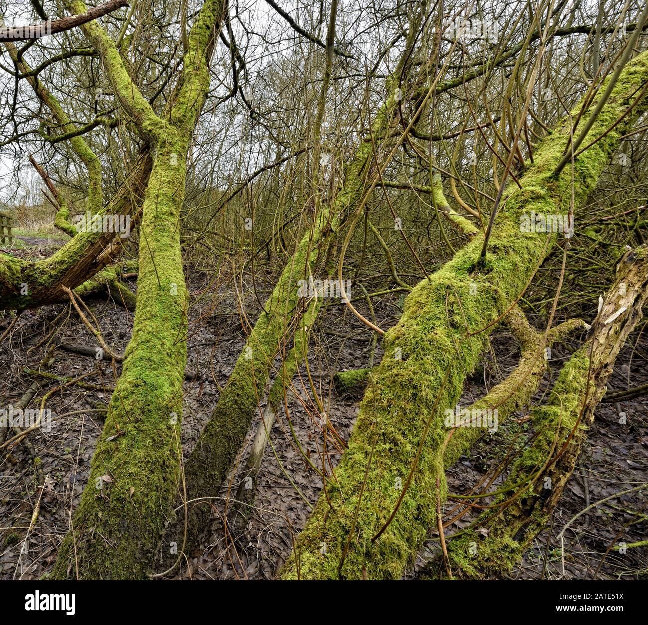 Trees covered in moss, algae, lichen, Shipley country park,Derbyshire ...