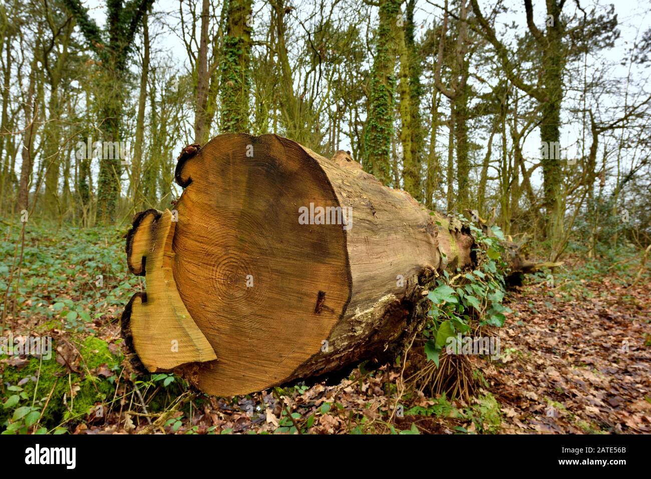 Large fallen dead tree trunk in a woodland area UK Stock Photo - Alamy