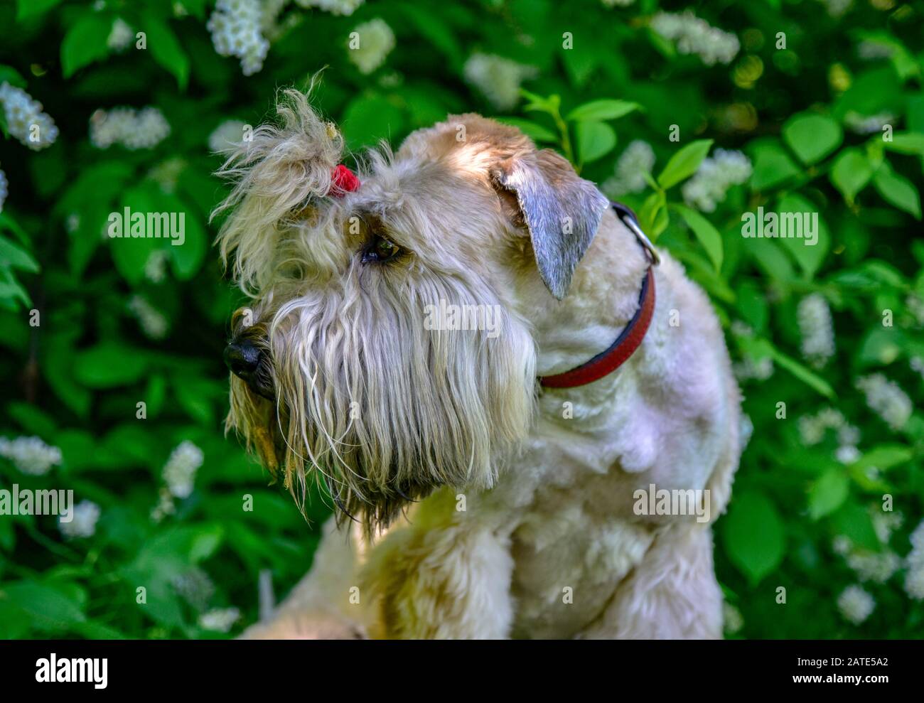 Portrait of a dog, a wheat Terrier, against a background of cherry ...
