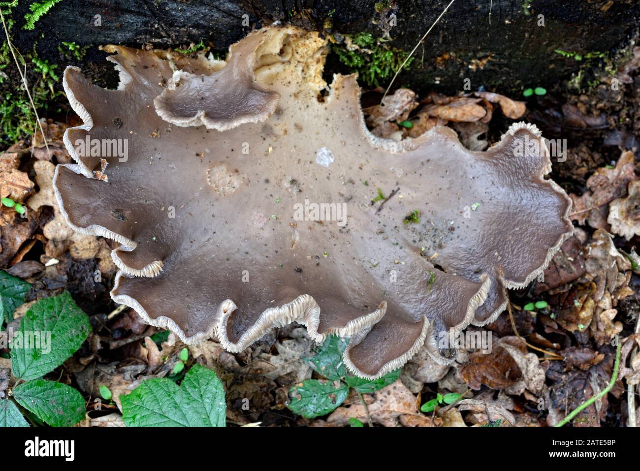 Large tree fungi,close up detail,UK Stock Photo - Alamy
