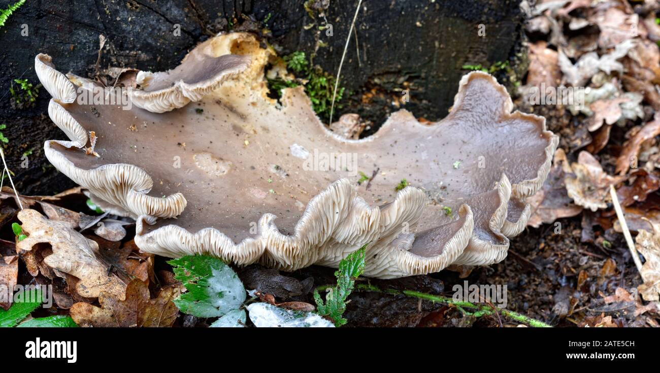 Large tree fungi,close up detail,UK Stock Photo - Alamy