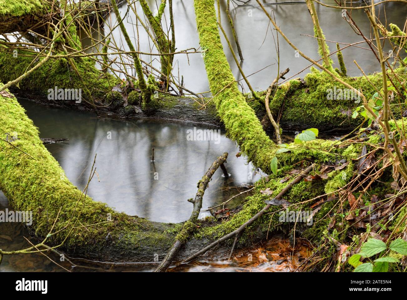 Trees covered in moss, algae, lichen, Shipley country park,Derbyshire ...