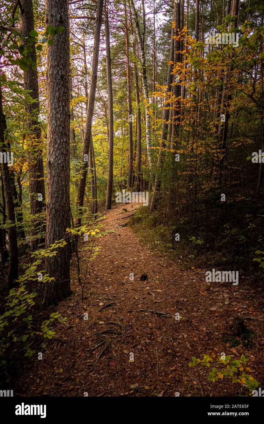 a walk in the woods in late summer during sunset Stock Photo - Alamy