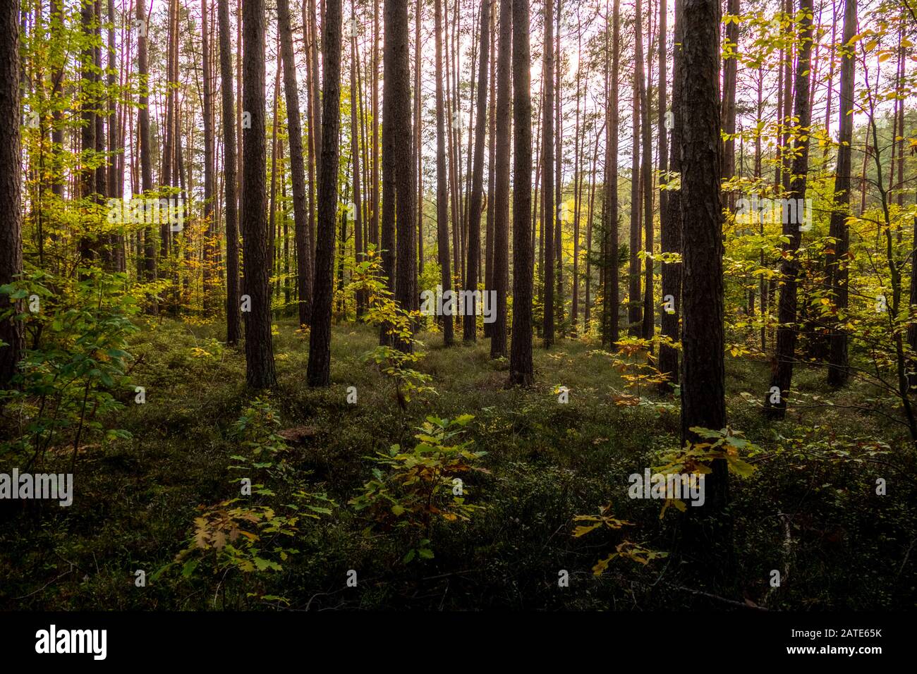 Woods and leaves hi-res stock photography and images - Alamy