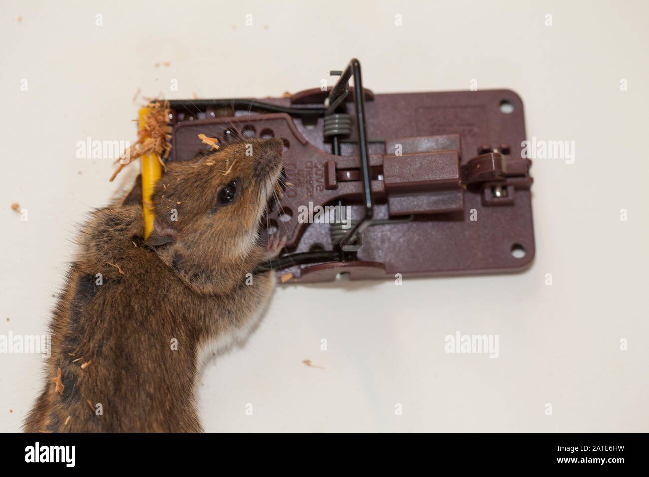 Animals mouse hi-res stock photography and images - Alamy