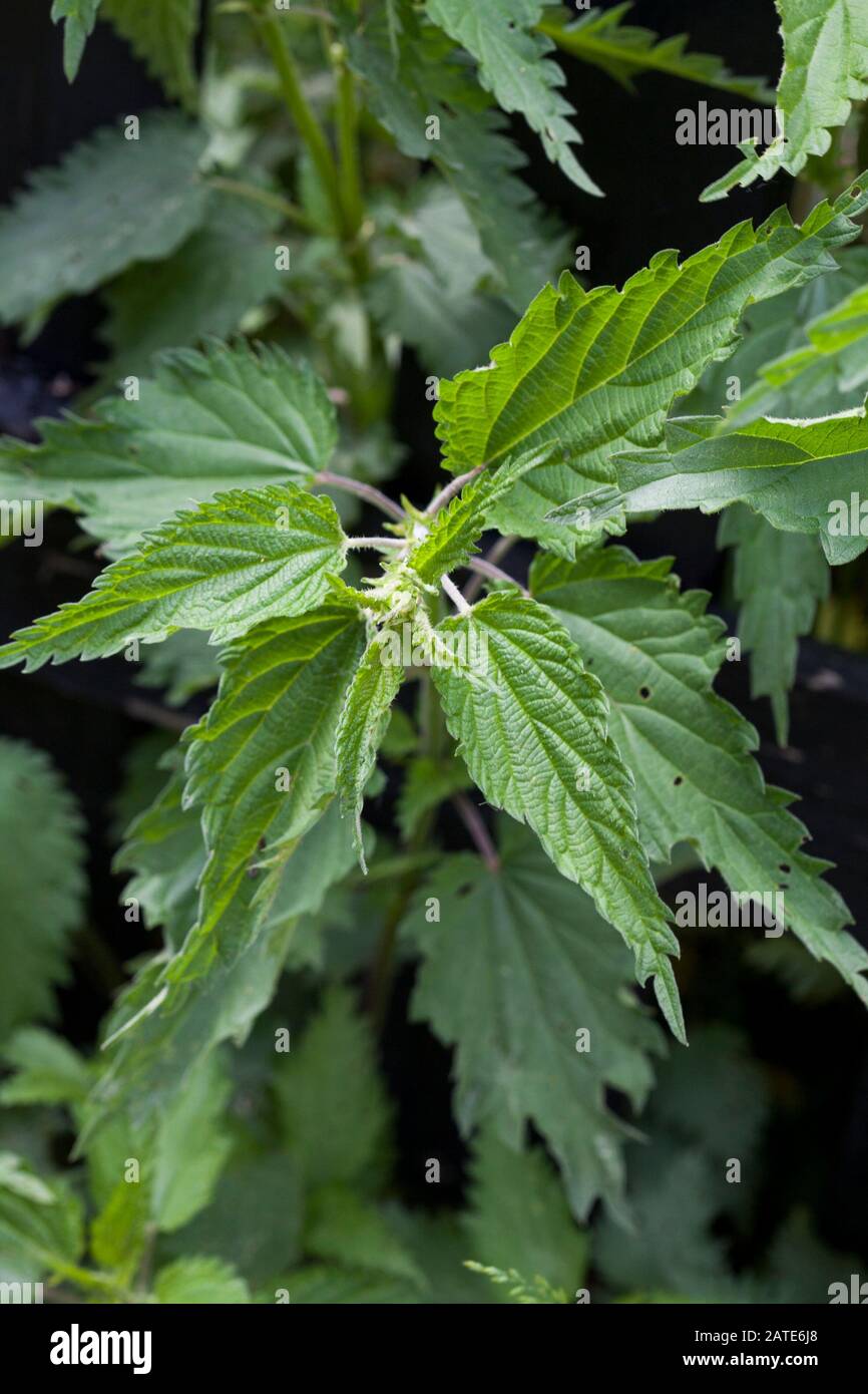 STINGING NETTLE Urtica dioica in nature at summer Stock Photo - Alamy