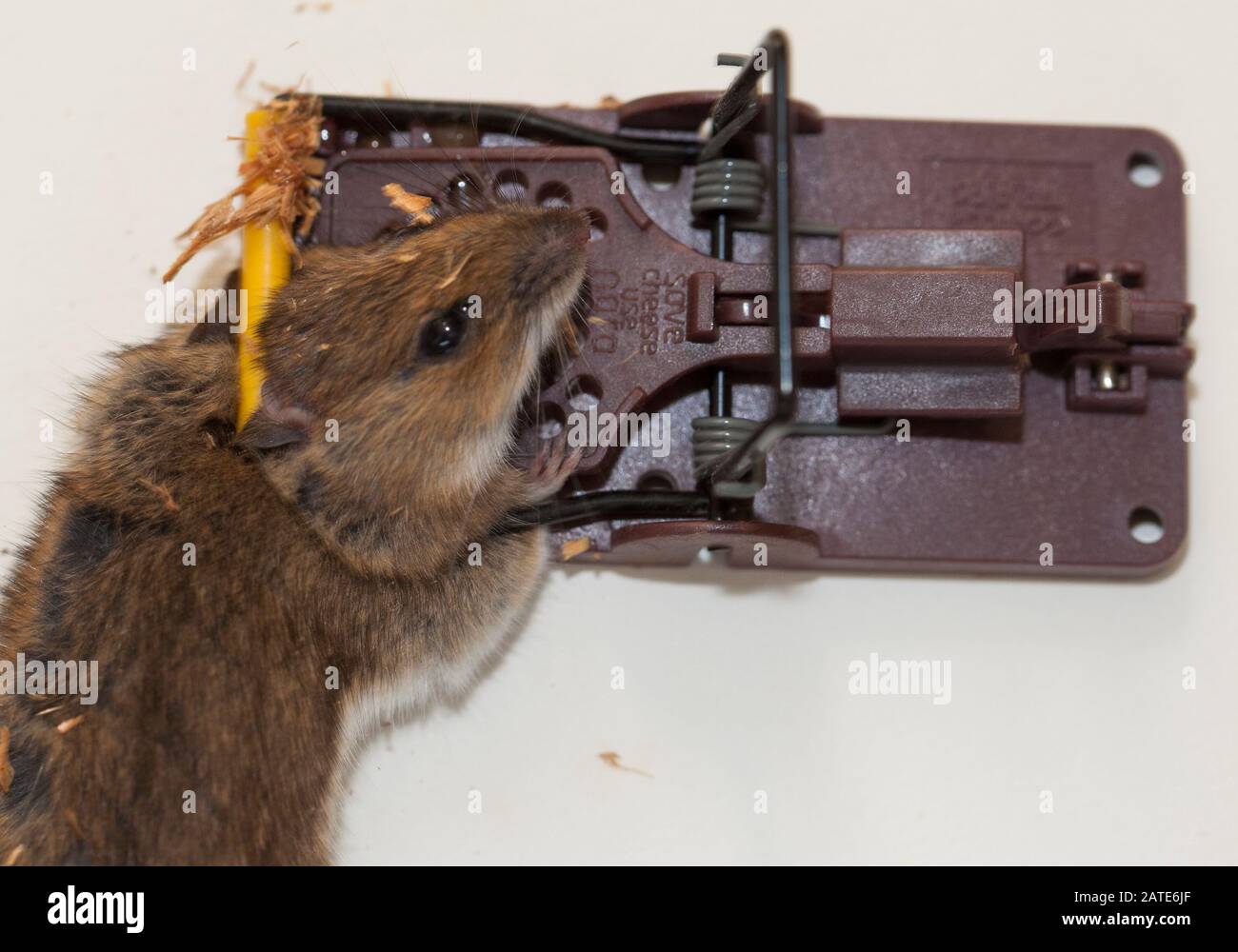 MOUSE in mouse trap Stock Photo - Alamy