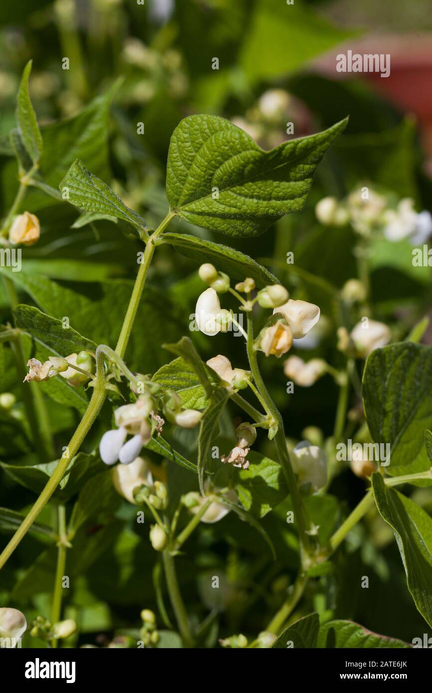 Garden pea flowers hi-res stock photography and images - Alamy