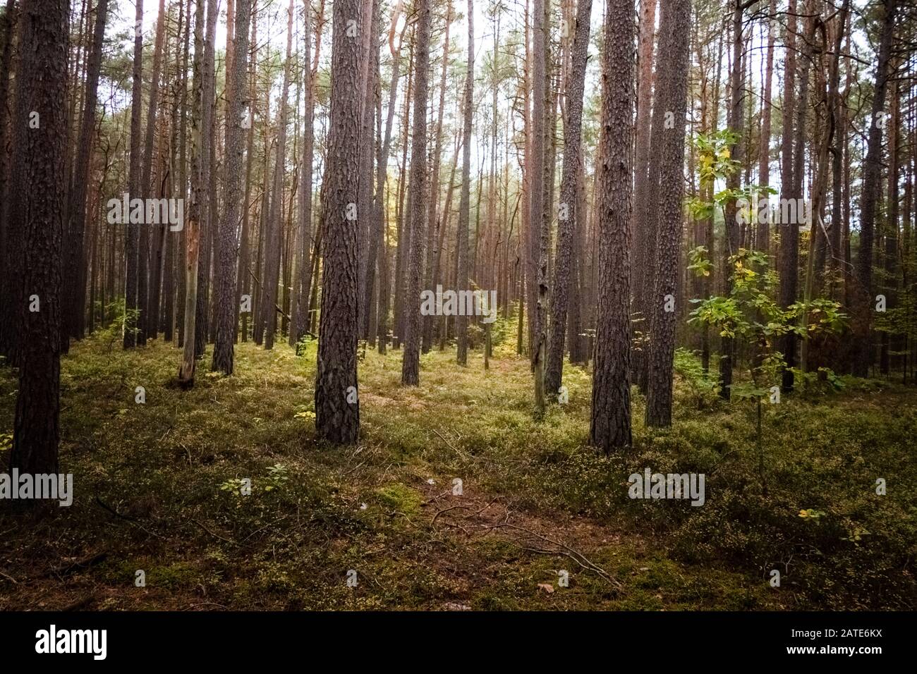 a walk in the woods in late summer during sunset Stock Photo - Alamy