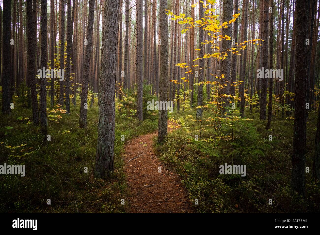 Woods and leaves hi-res stock photography and images - Alamy