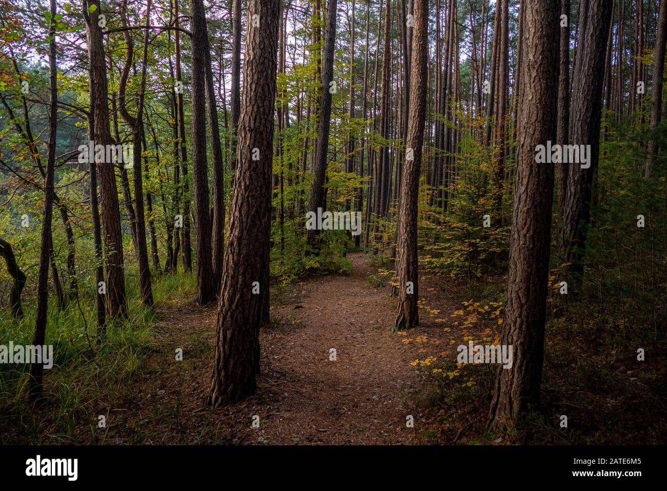 a walk in the woods in late summer during sunset Stock Photo - Alamy