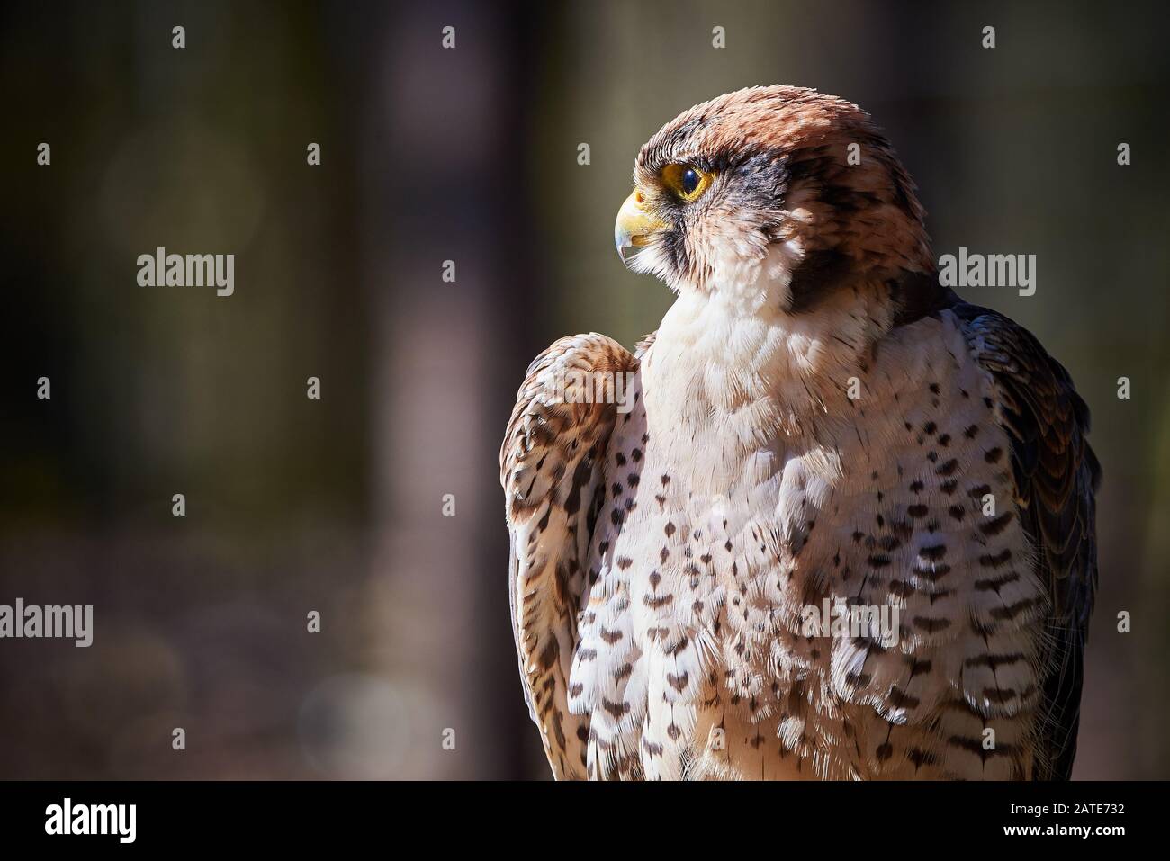 Lanner falcon closeup (Falco biarmicus Stock Photo - Alamy