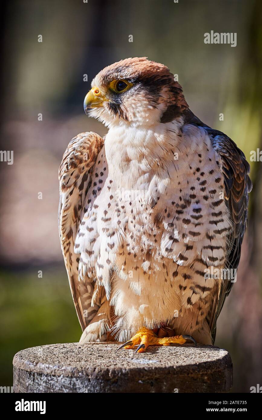 Lanner falcon closeup (Falco biarmicus Stock Photo - Alamy