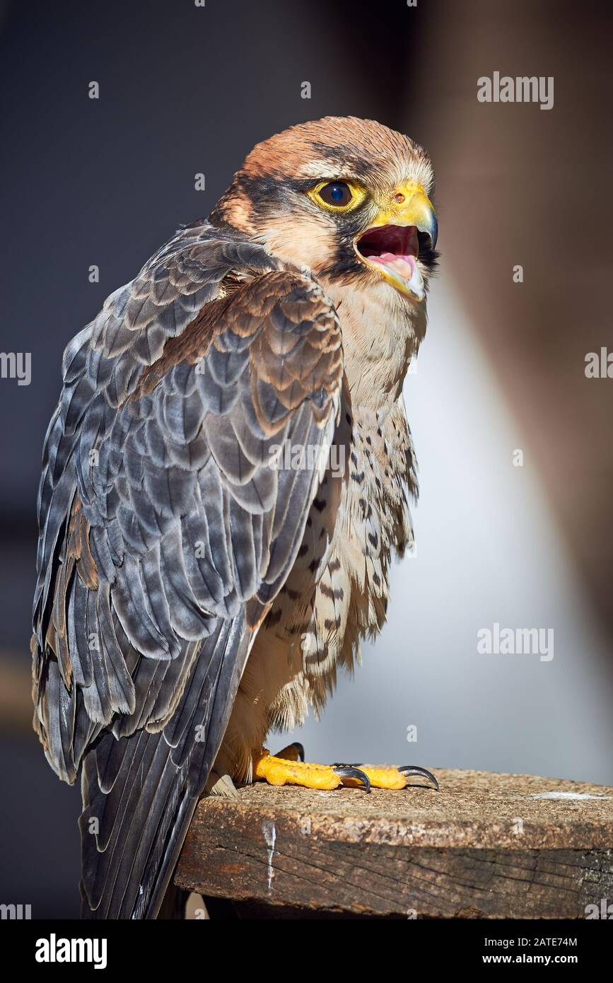 Lanner falcon closeup (Falco biarmicus Stock Photo - Alamy