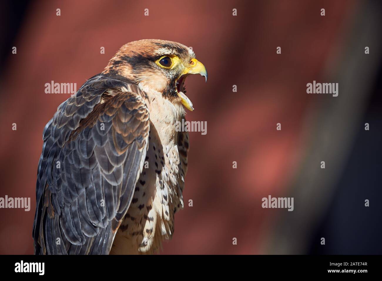 Lanner falcon closeup (Falco biarmicus Stock Photo - Alamy