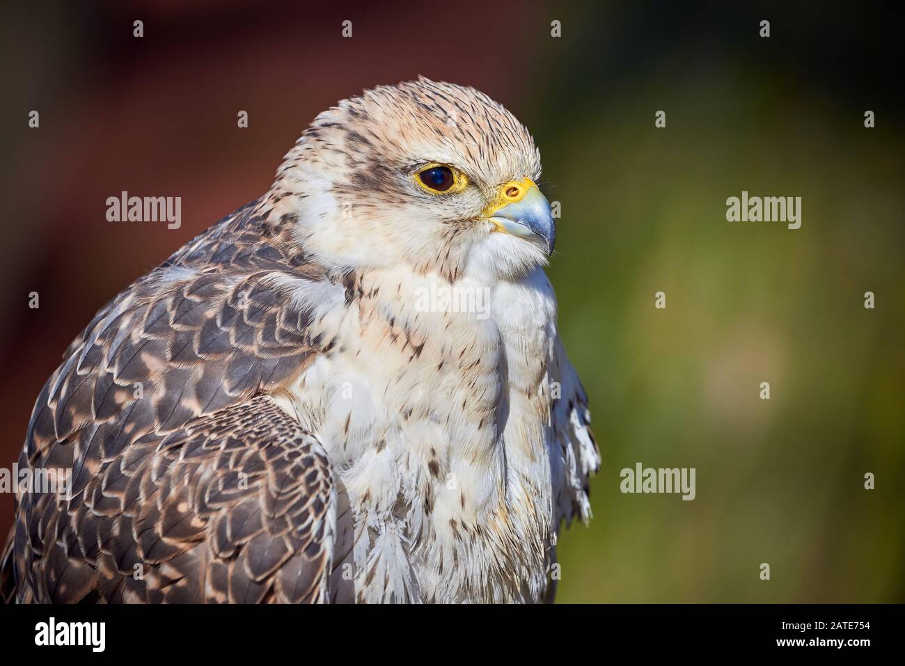 White Falcon Bird Wallpaper