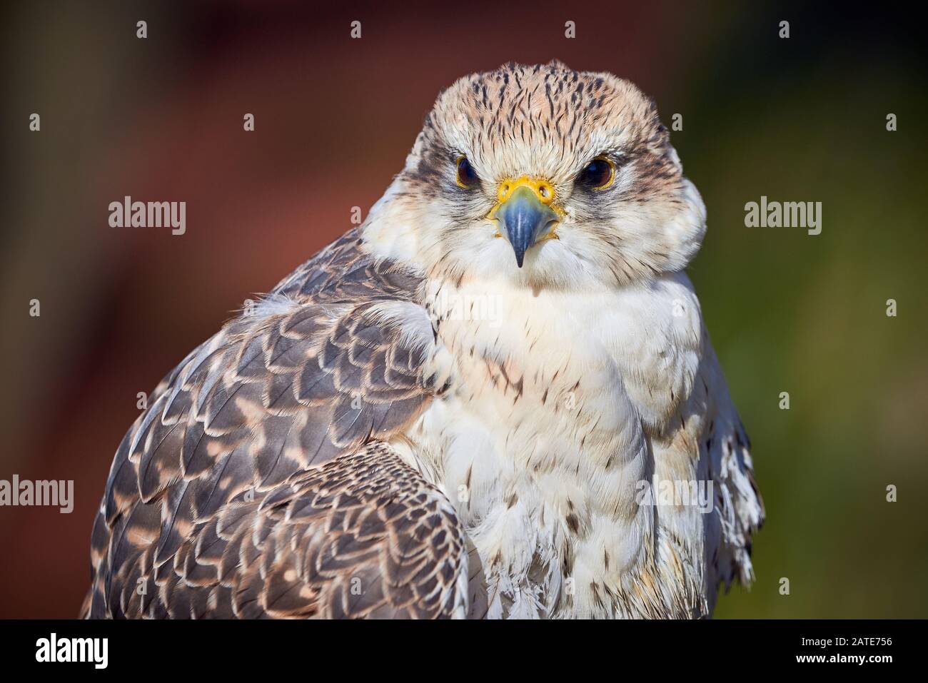 Saker falcon closeup (Falco cherrug Stock Photo - Alamy