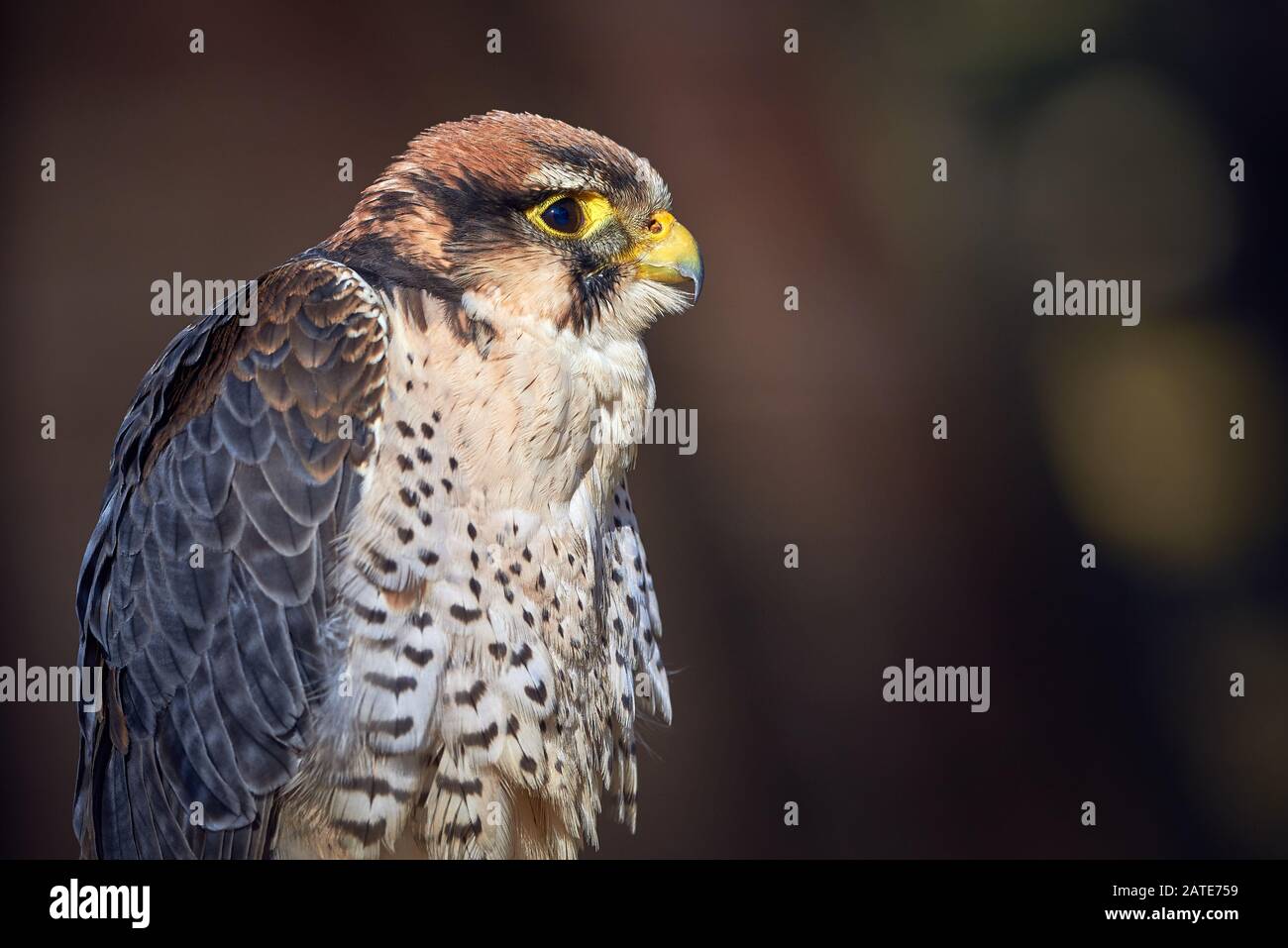 Lanner falcon closeup (Falco biarmicus Stock Photo - Alamy
