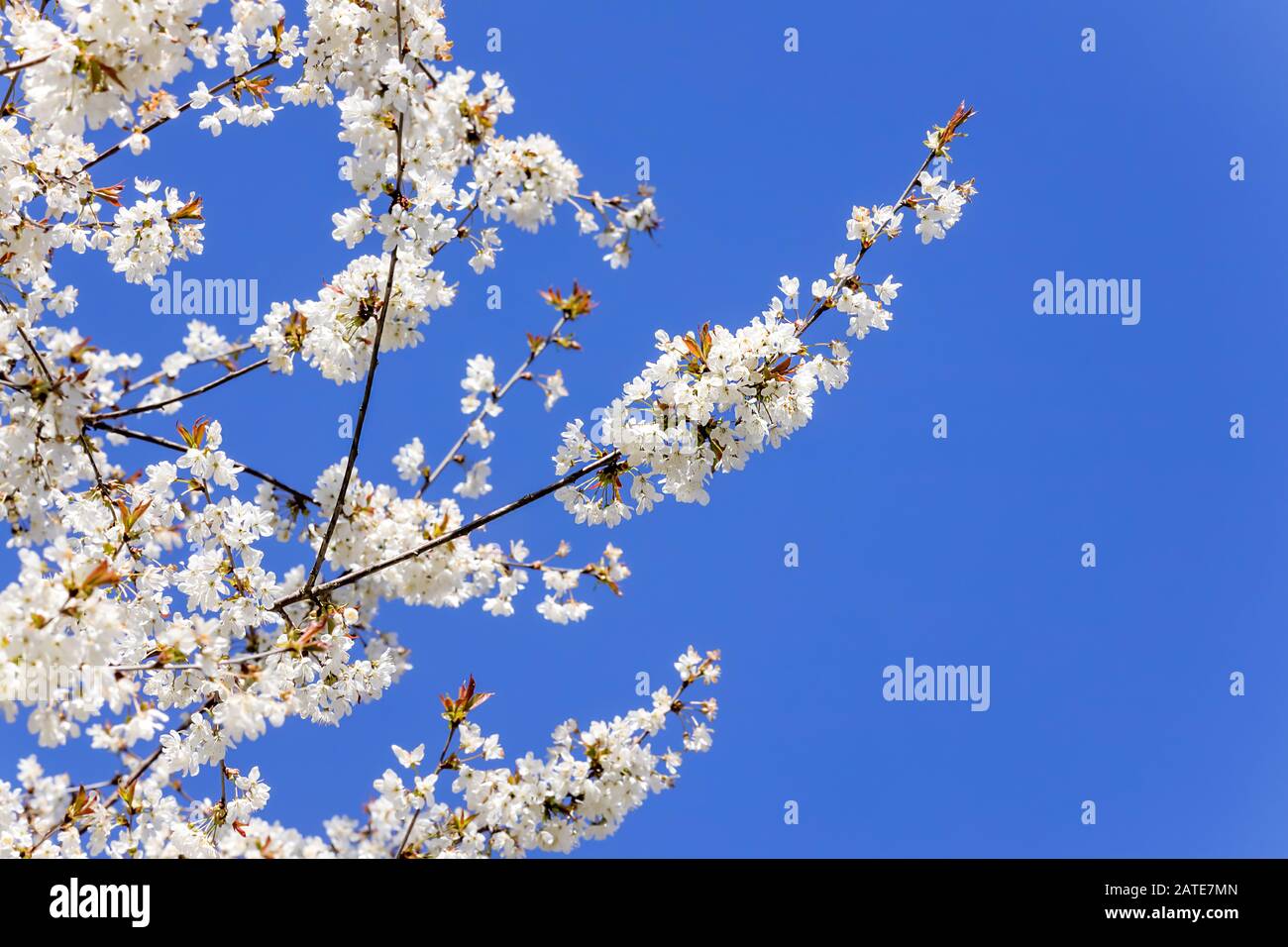 The wild cherry tree (Prunus avium subsp.avium) with its beautiful ...