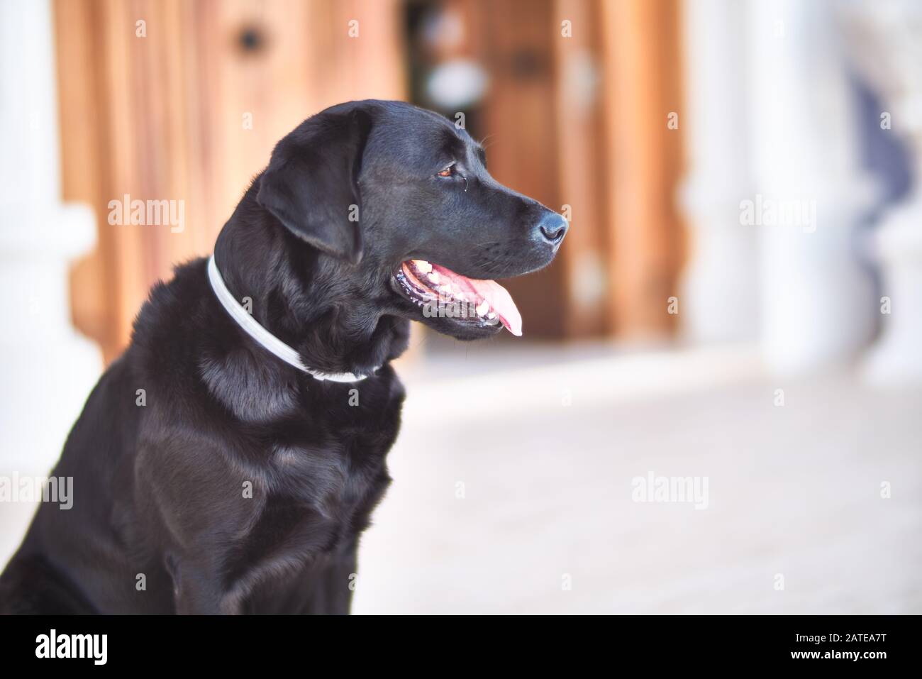 Beautiful black labrador dog sitting at terrace Stock Photo - Alamy