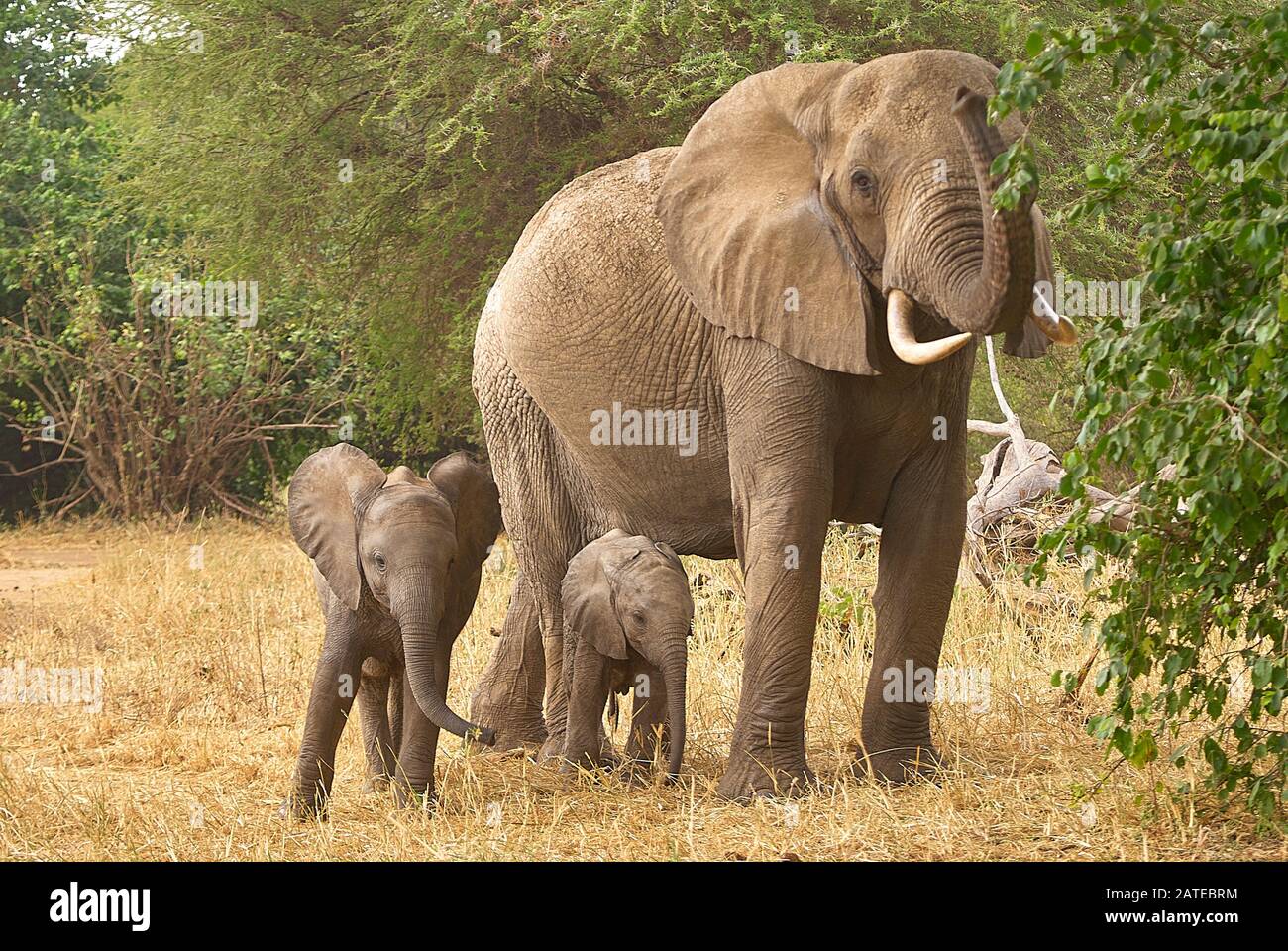 Juvenile elephants in the care of an elephant cow Stock Photo - Alamy
