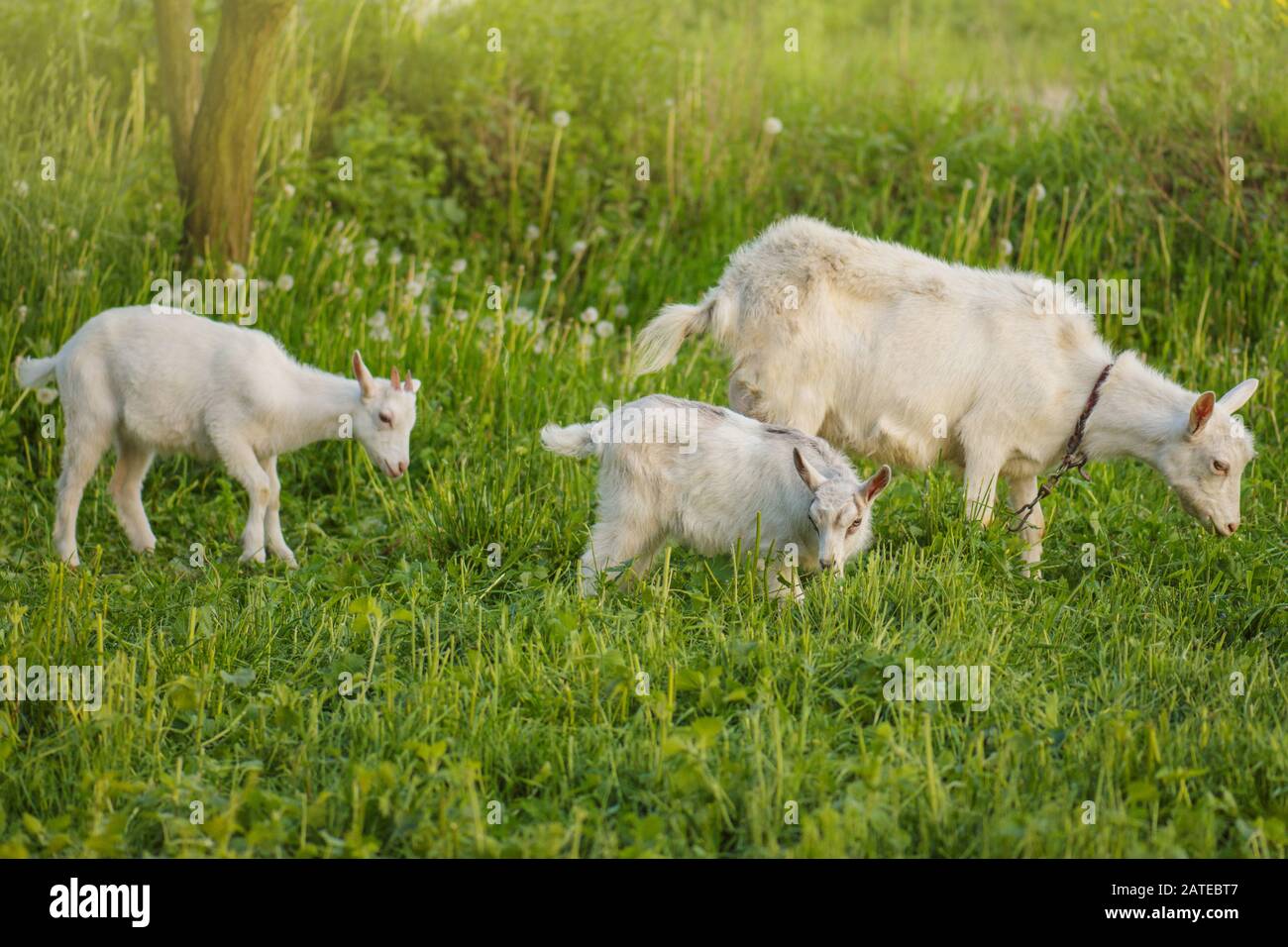 Mother goat and her babys in the village. Family of goats. Goats is ...